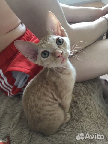 Продам котика