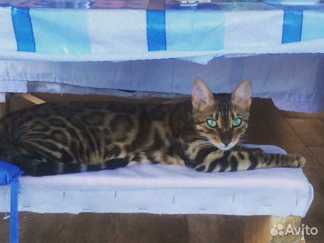 Бенгальская