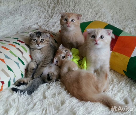 Шотландские вислоухие котята золото рыжий шиншила