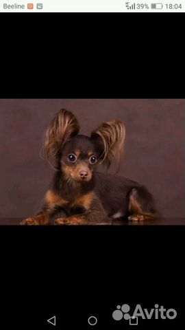 Возьму в хорошие руки в пределах 2500-3000