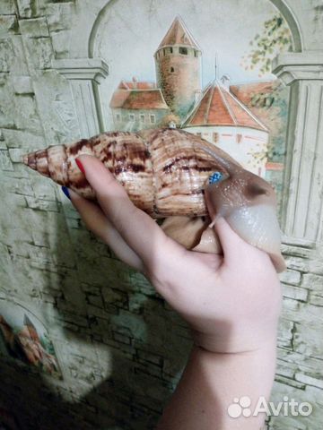 Ахатина Ретикулята