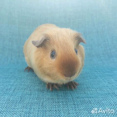 Морская свинка