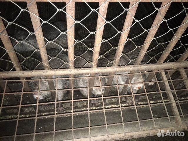 Котные нутрии