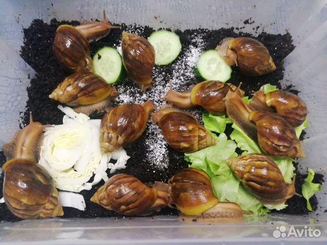 Продам улиток Ахатина