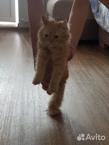 Солнышко ищет хозяев