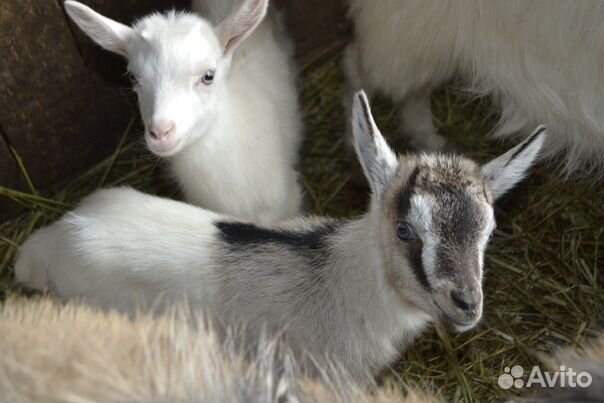 Козлята зааненские