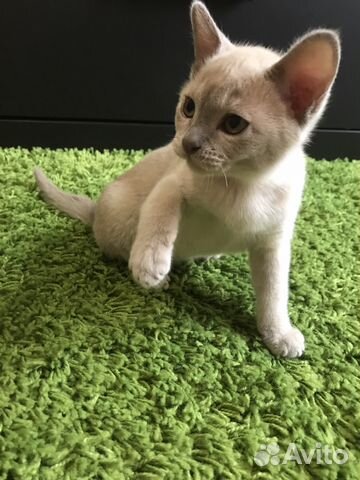 Бурманский котёнок