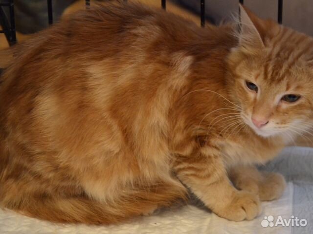 Котёнок в дар