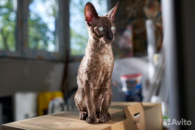 Корниш-рекс, кофейный мальчик