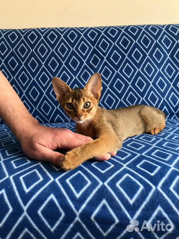 Абиссинские красавчики