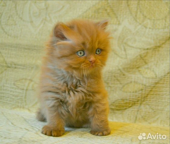 Британские котята котёнок питомник