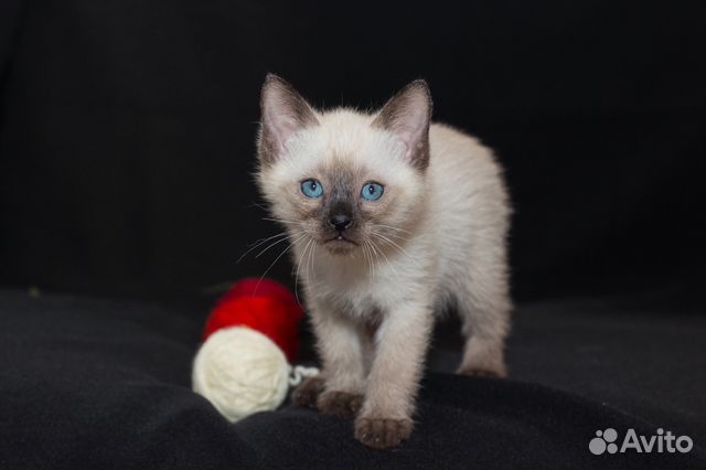 Меконгский бобтейл кошечка Хлоя