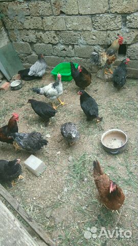 Куры, цыплята,петухи