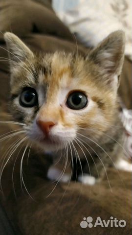 Отдадим котенка (кошечку) в хорошие руки