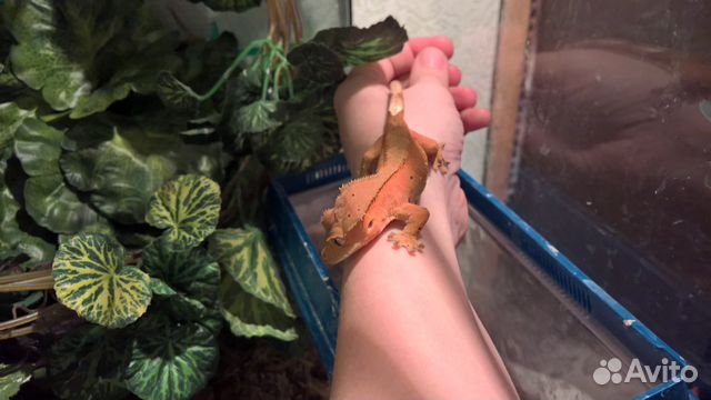 Бананоед реснитчатый малыши