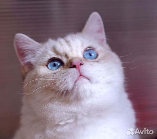 Роскошный золотой пойнт, мальчик