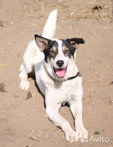 Веселая и активная Шумка