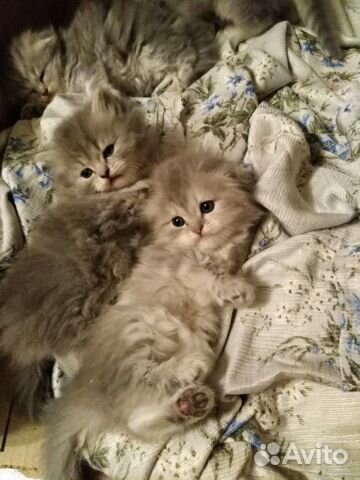 Шотландские котята
