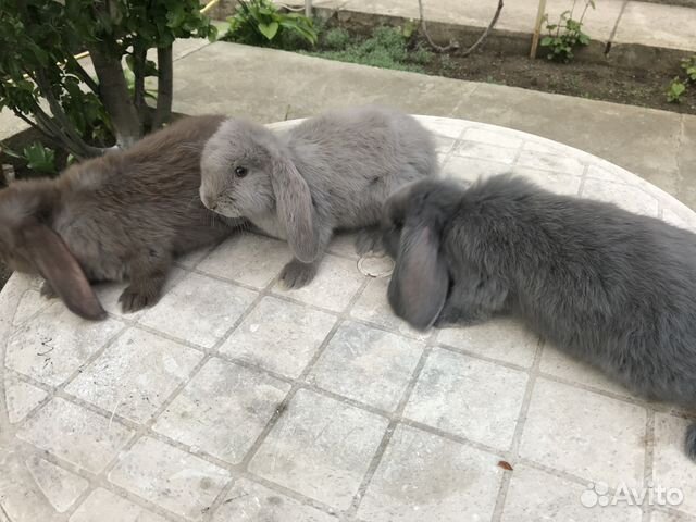 Молодняк кроликов породы "Французский Баран"