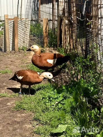 Огарь Утки (пара )