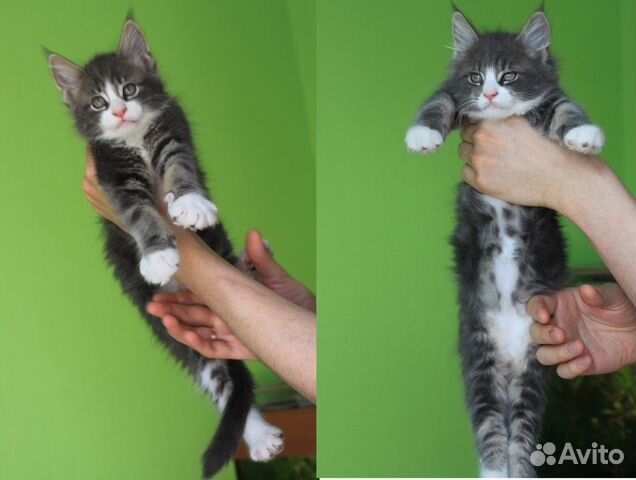 Котята мейн-кун