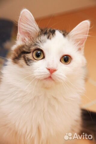 Котёнок