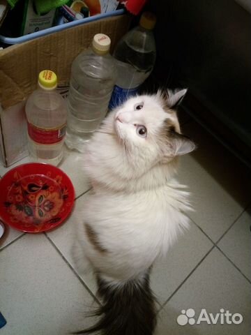 Кошка-красавица трехцветная