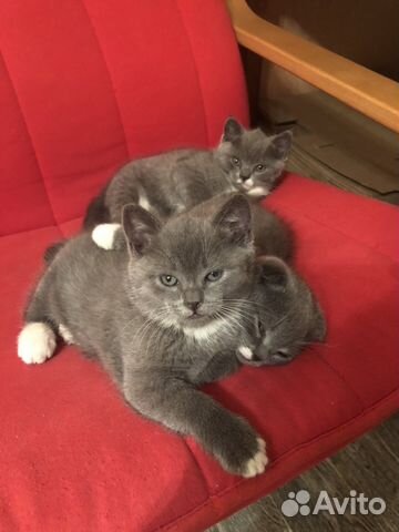 Британские котята