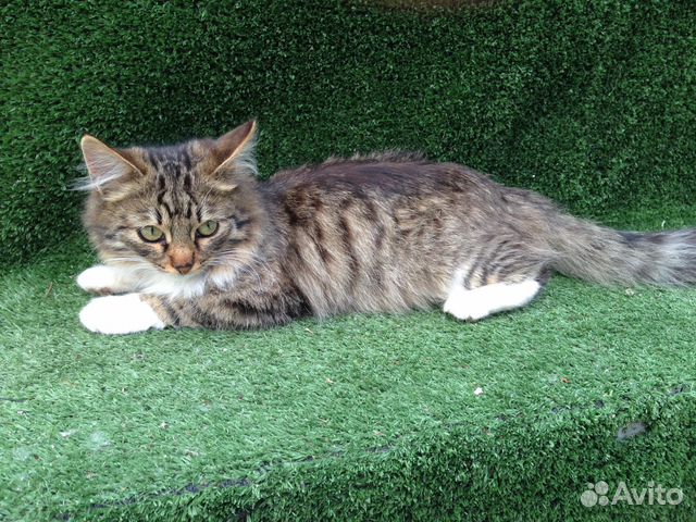 Фенотипичный сибирский котенок пристраивается