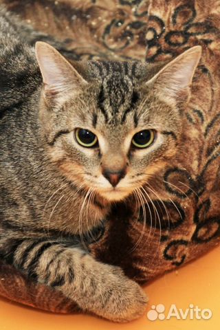 Котенок ищет любящих хозяев