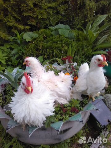 Кохинхин карликовый