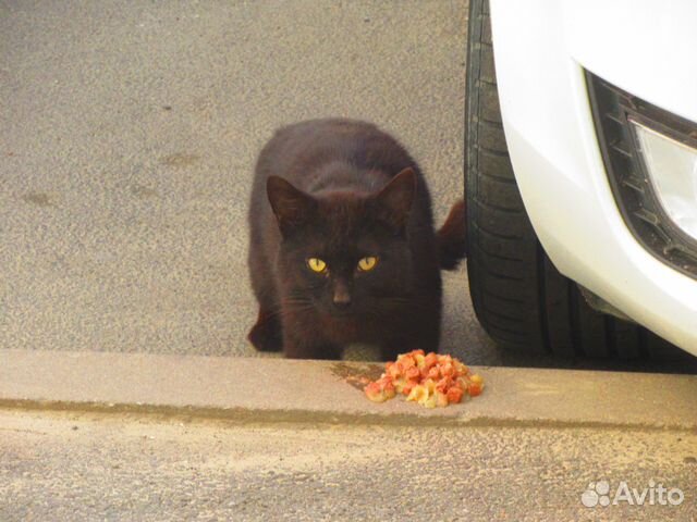 Кот(кошка) -похож британца-бегает на ул.Рогожников