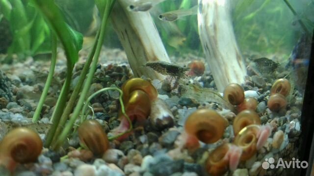 Гуппи, улитки катушки, декор