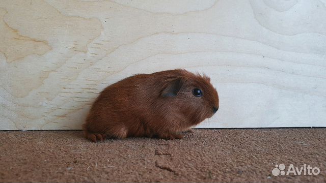 Морские свинки ам.тедди, цветной крестед