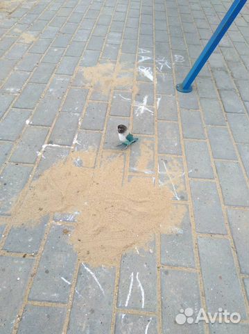 Попугай неразлучник отдам в хорошие руки