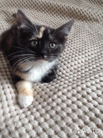 Котёнок Зета