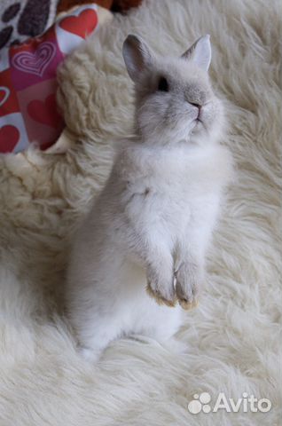 Милашка карликовый кролик