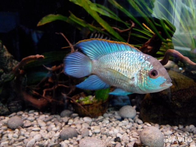 Наннакара электрик блю