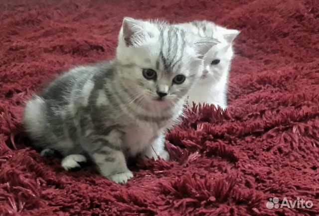 Британский котёнок