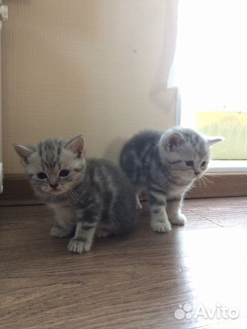 Шотландята