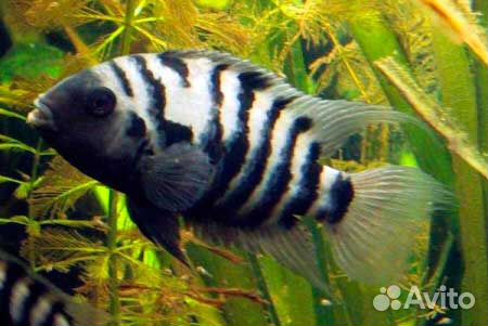 Цихлазома чернополосая. Цихлиды
