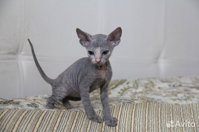 Донской сфинкс девочка