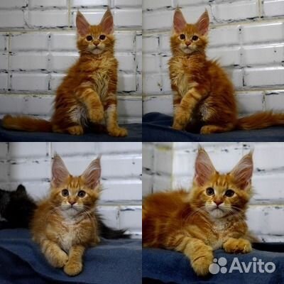 Рыжие котики мейн кун