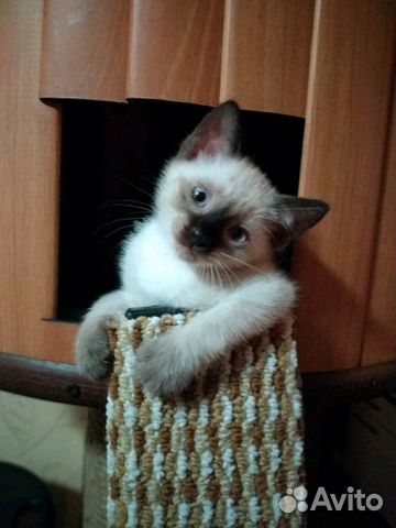 Милый сиамский котенок
