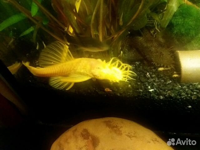 Анцирусы альбиносы