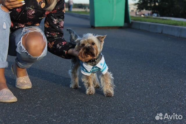 Йоркширский терьер (стандарт) - вязка