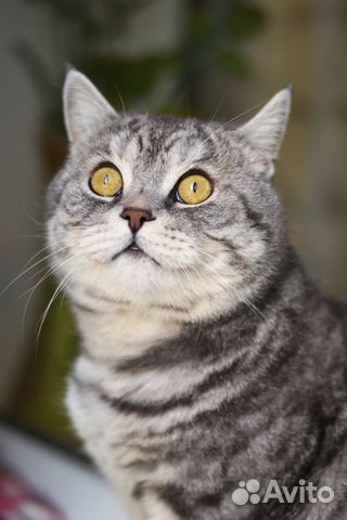 Котик в хорошие руки