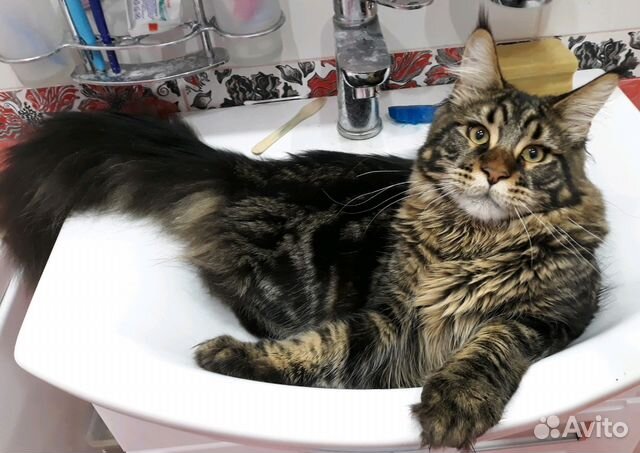 Принц молодой готов стать отцом вашим котяткам