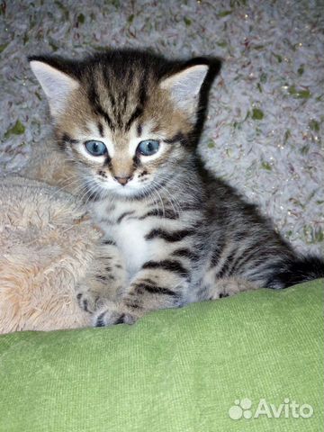 Котенок Шустрик д.р.2 мая