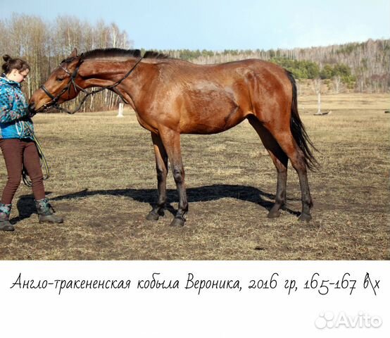 Англо-тракенка, 2016 г.р. 165 в/х